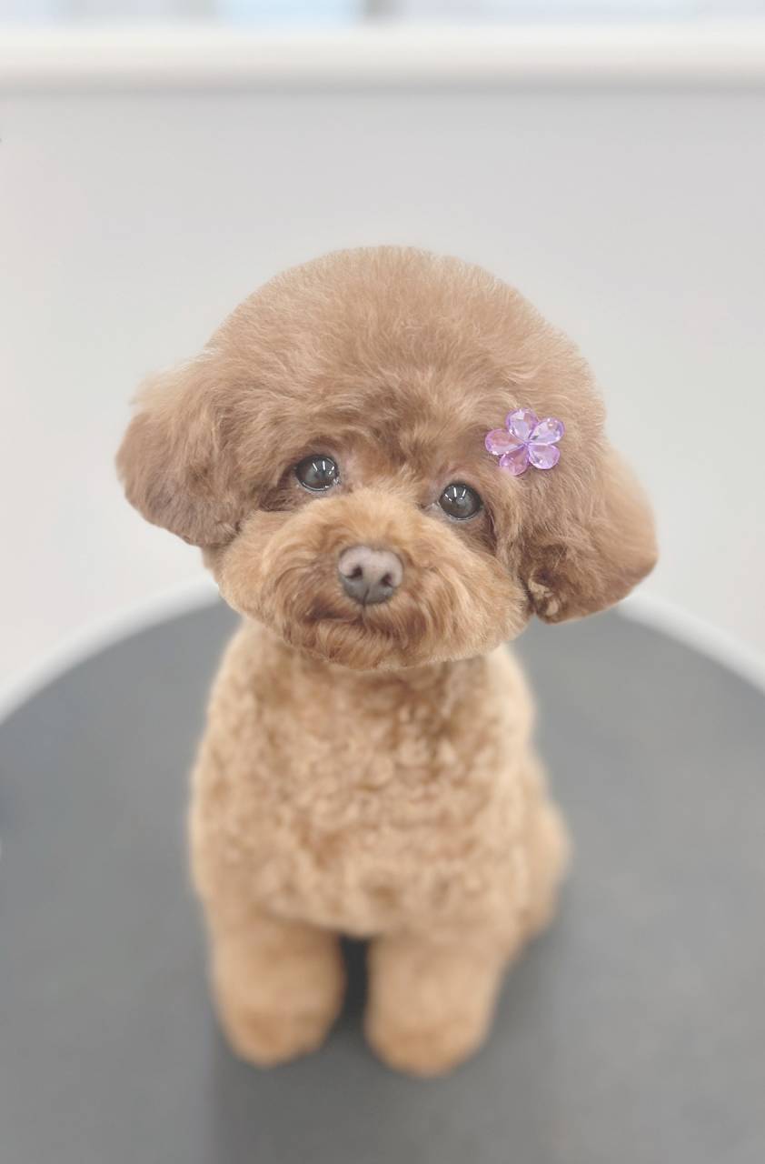 大阪市淀川区のトリミングサロン・ペットサロンならDogsalon ARUN | 心も体も美しくするお手伝い、みんなが笑顔になるサロン